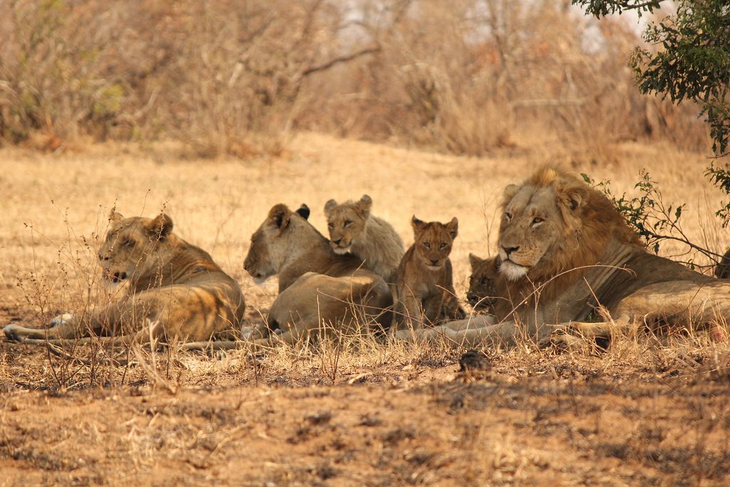Natureza: ÁFRICA: Leões perdem Habitat
