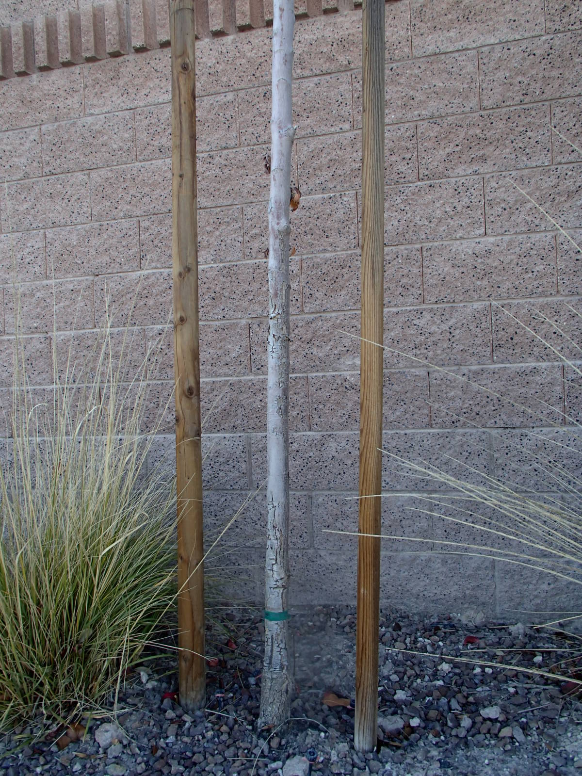 Xtremehorticulture of the Desert: Pines Remain Staked After Five Years ...