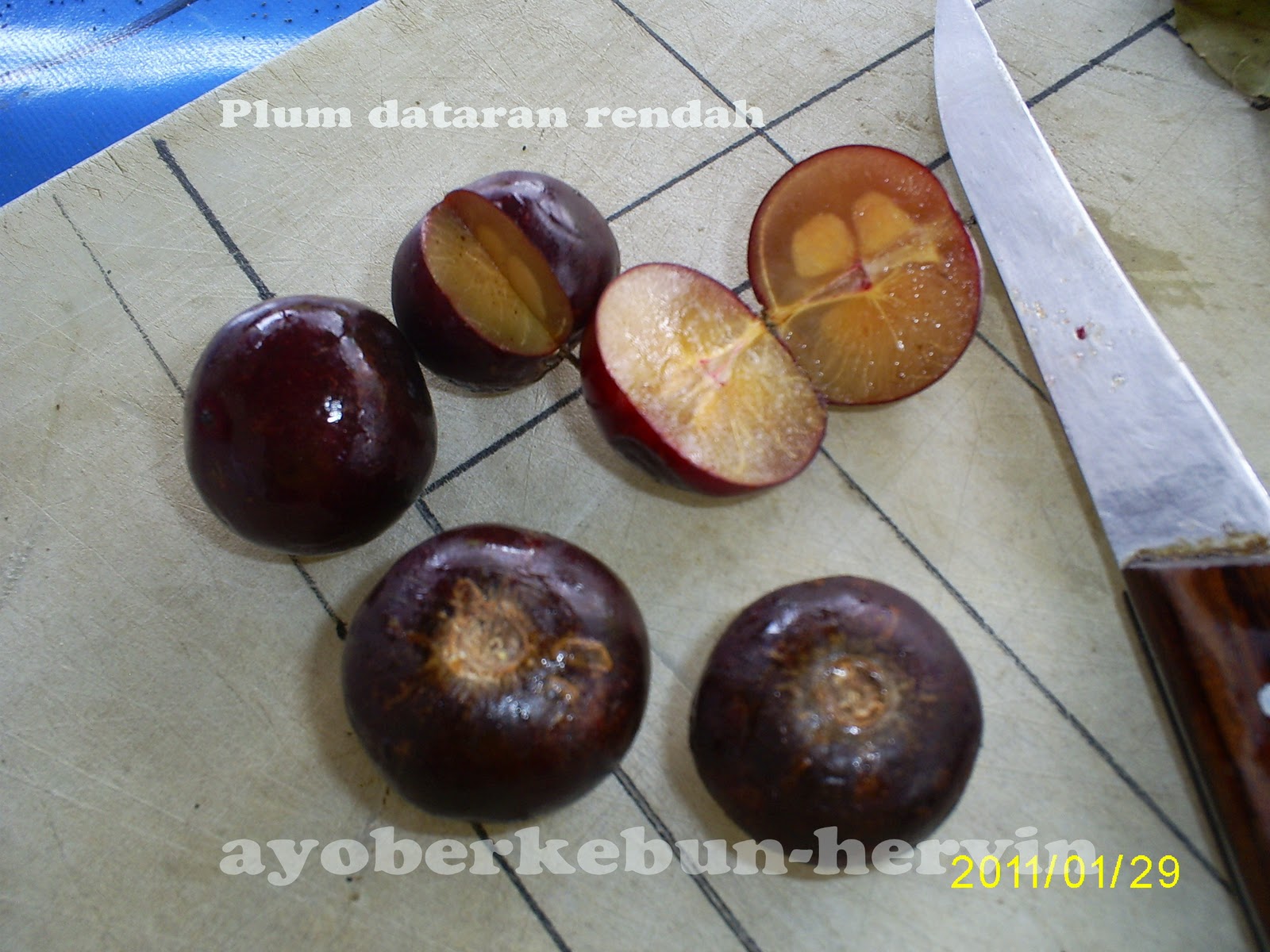 Ayo berkebun: Rukem vs Plum Dataran Rendah...