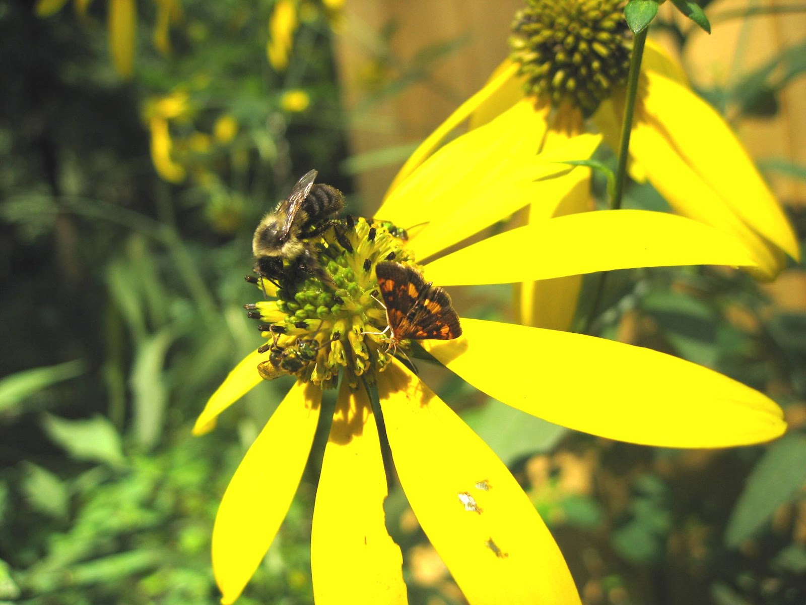 Capital Naturalist by Alonso Abugattas: National Pollinator Week
