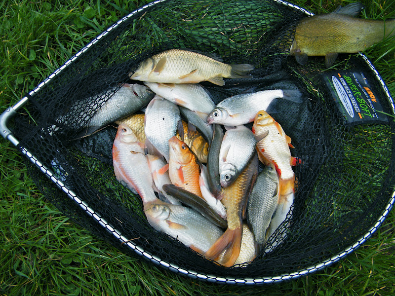 Joe Chatterton's Angling Diary: Olympic medal fish and photo finish Tench