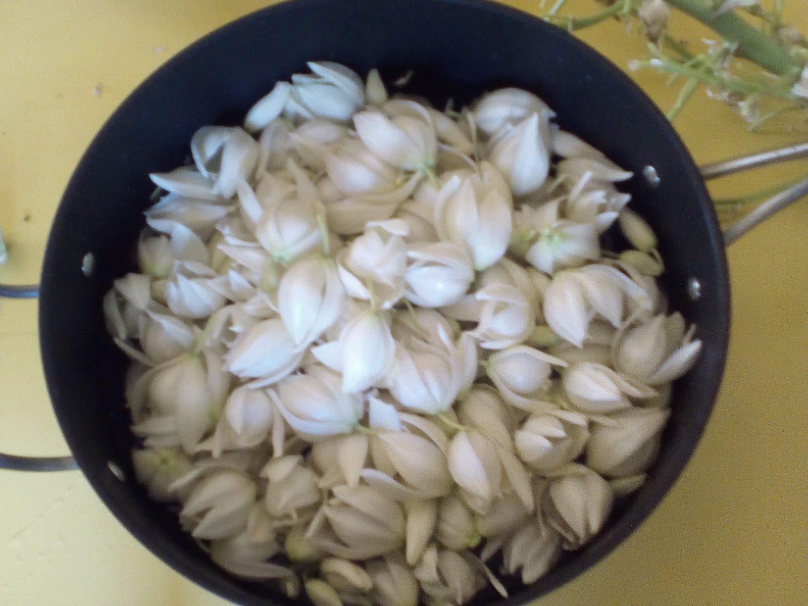 Acuaponía, jardines agroecológicos, permacultura. Huerto/Solar ...