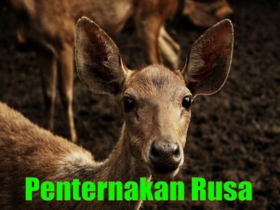 bukan doktor veterinar: Ternak Kuda & Rusa