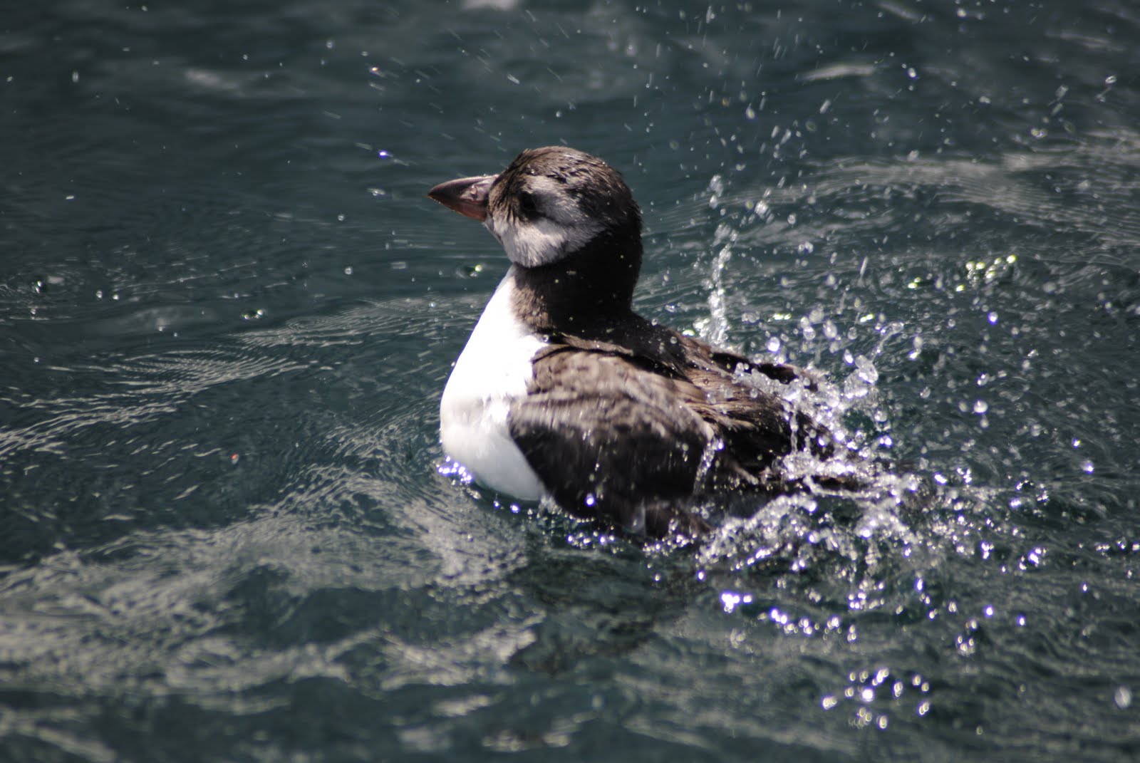 SERENITY: Baby Puffin