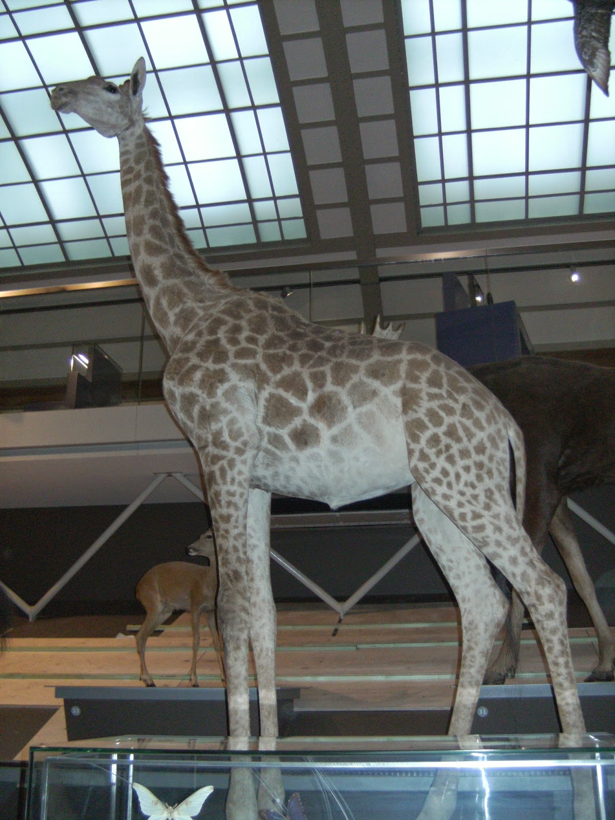 Inleefweek: Wetenschappelijke cluster: Bezoek aan het Dinomuseum