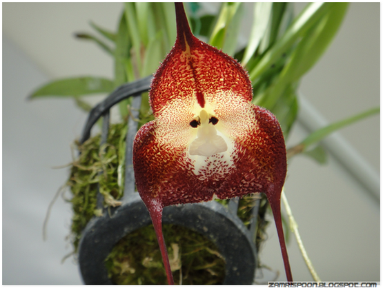 Pelik ! Bunga Orkid Menyerupai Wajah Monyet Yang Sangat Unik ~ zamrispoon