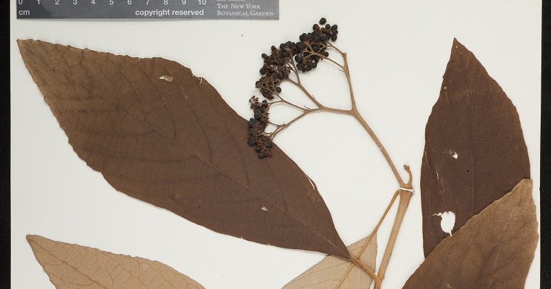 Flora de Puerto Rico Ilustrada Papo Vives: LAMIACEAE CALLICARPA AMPLA