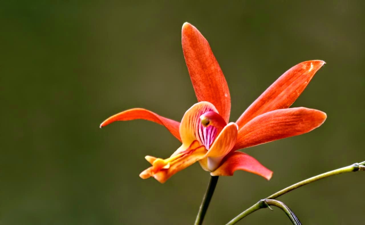 Asociación Jalisciense de Orquideología: Descripciones de Plantas (A-E)