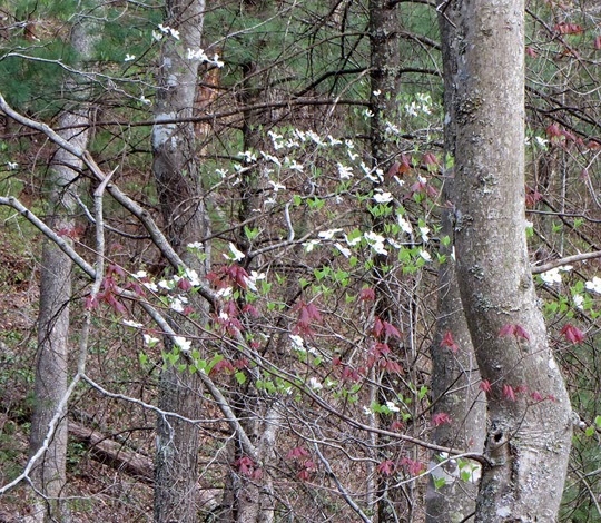 Horn OK Please: Appalachian Spring