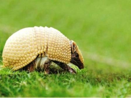 m e t a n o v e r d e: Conheça o Tatu-bola, o mascote da Copa de 2014