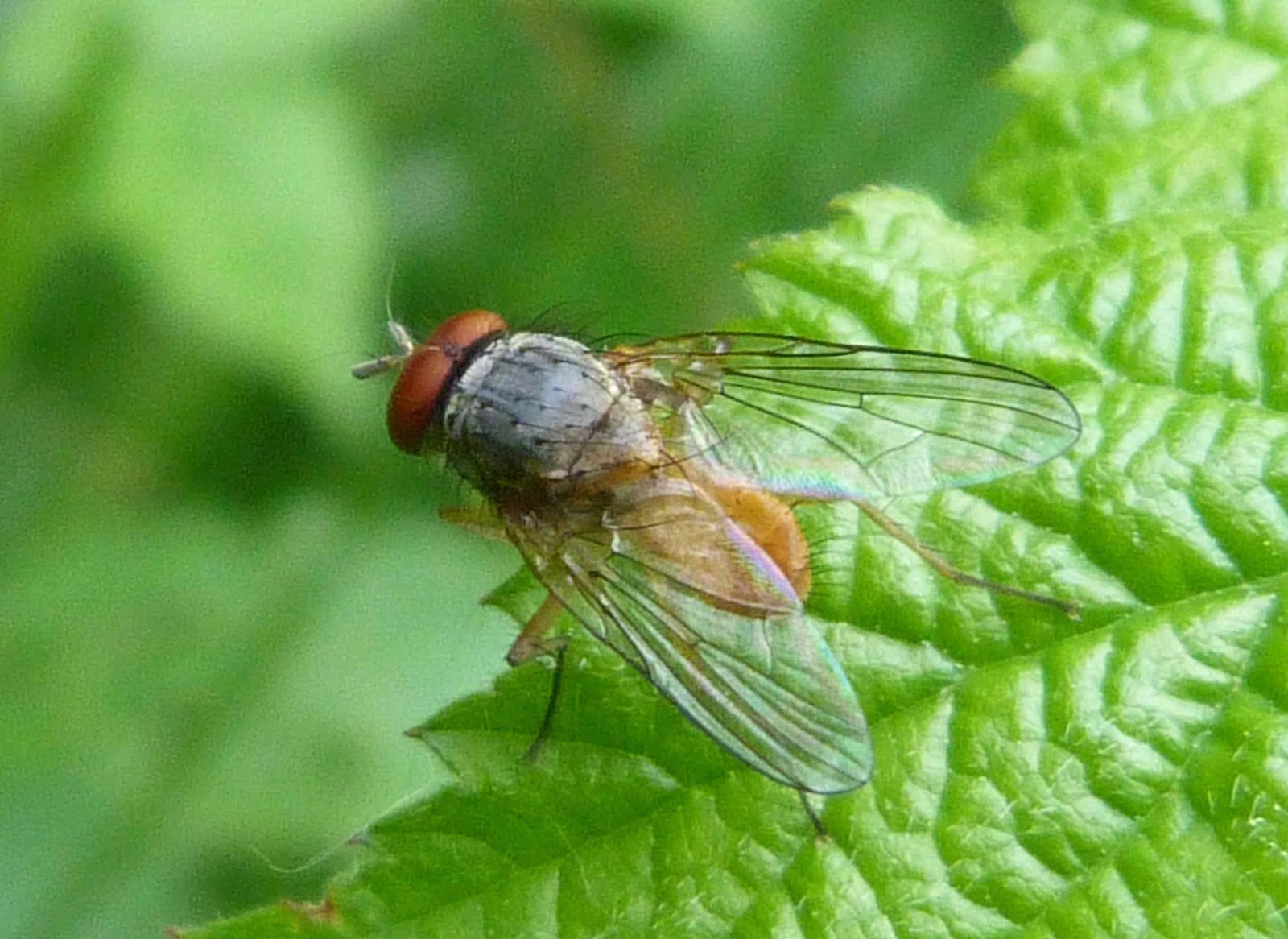 Insects of Scotland: Other Flies/Picture-wing Flies