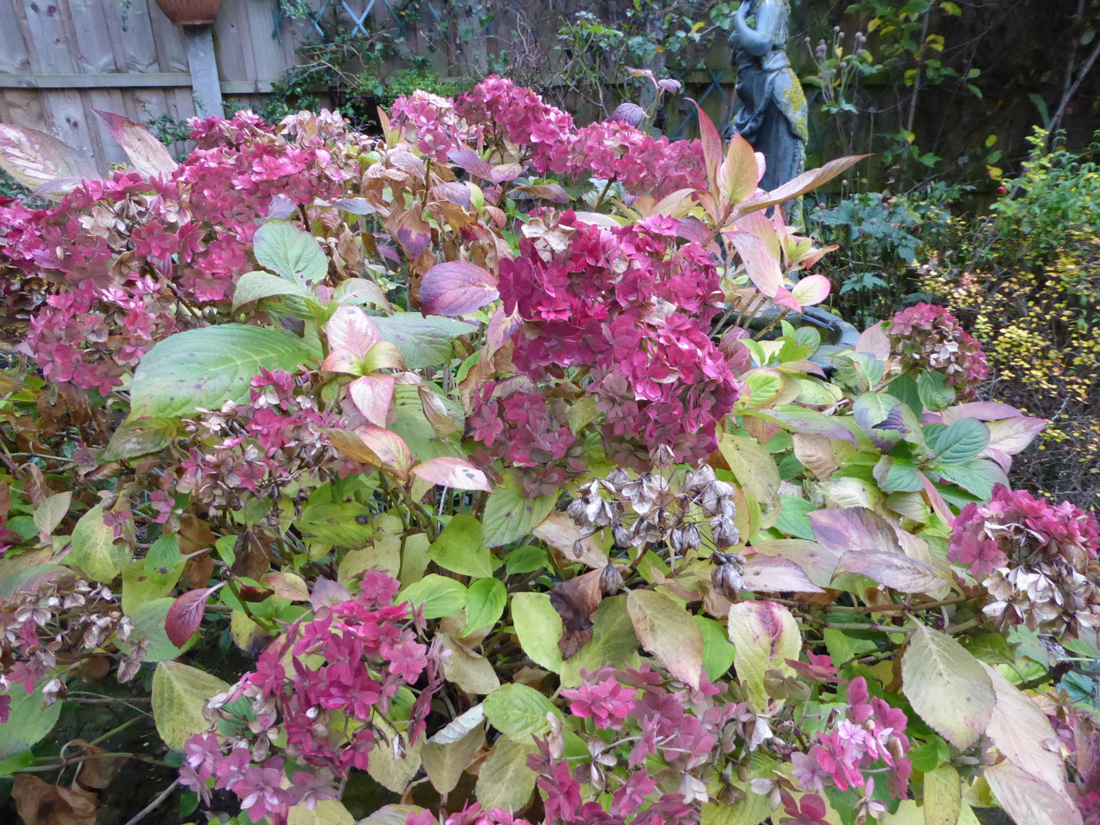 Galanthus : Hydrangea paniculata Vanilla Fraise in late Autumn