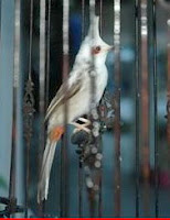 Merbah Jambul $16.000 di Singapore - Trend burung