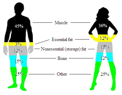 Cardio Trek - Toronto Personal Trainer: Essential Fat Vs Non Essential Fat