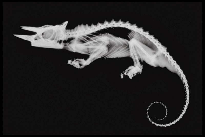 The Cryptic Corridor: More Animal X-rays...