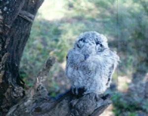 La Mochila Filosófica: El cacuy