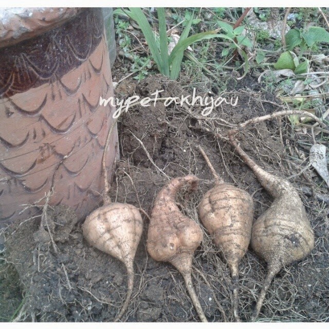 My Petak Hijau: Sengkuang pelbagai saiz