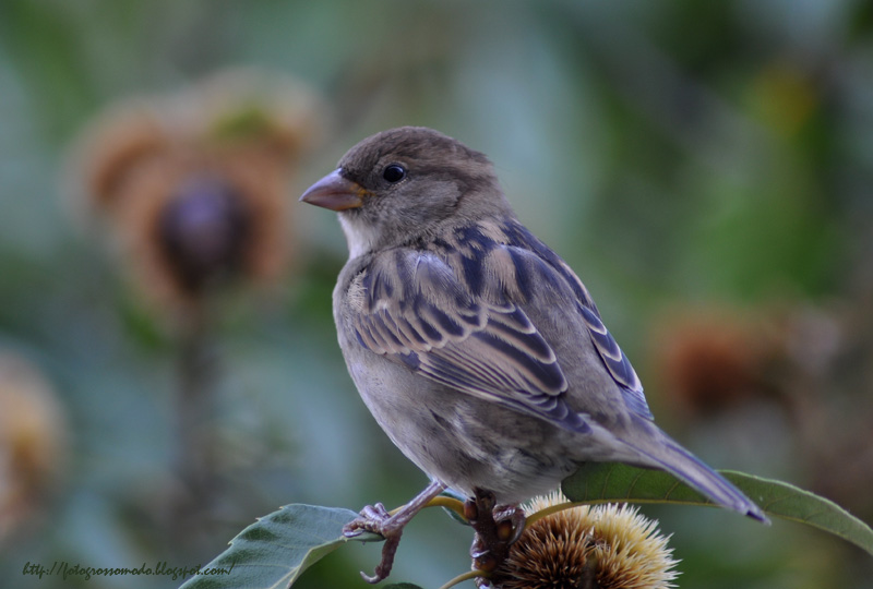 In linii mari: Cateva pasarele in toamna