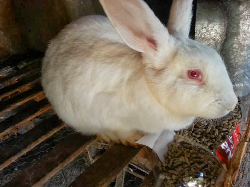 El Arca De Emi: Conejo Común (Oryctolagus cuniculus)