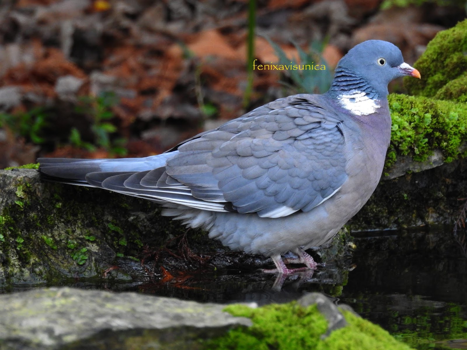 fenixavisunica .: Torcaces de parque