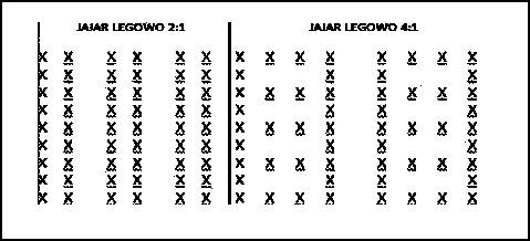 Cara menanam padi dengan metode jajar legowo - Manfaat mencangkok tanaman