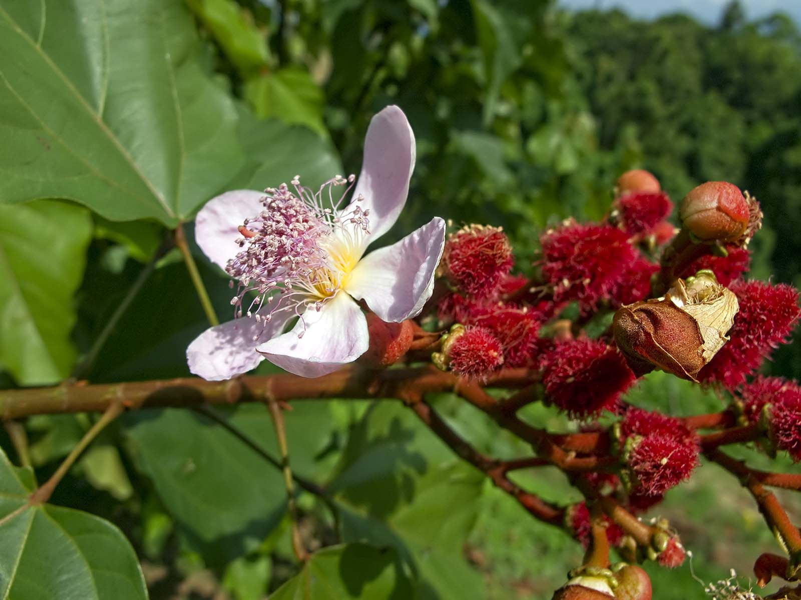 Urucu - Bixa orellana | Natureza Bela