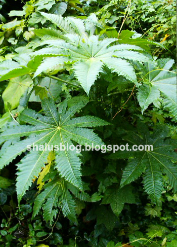 Herbal Medicinal Plants - Ayurveda Sasyangal: Herbal medicines