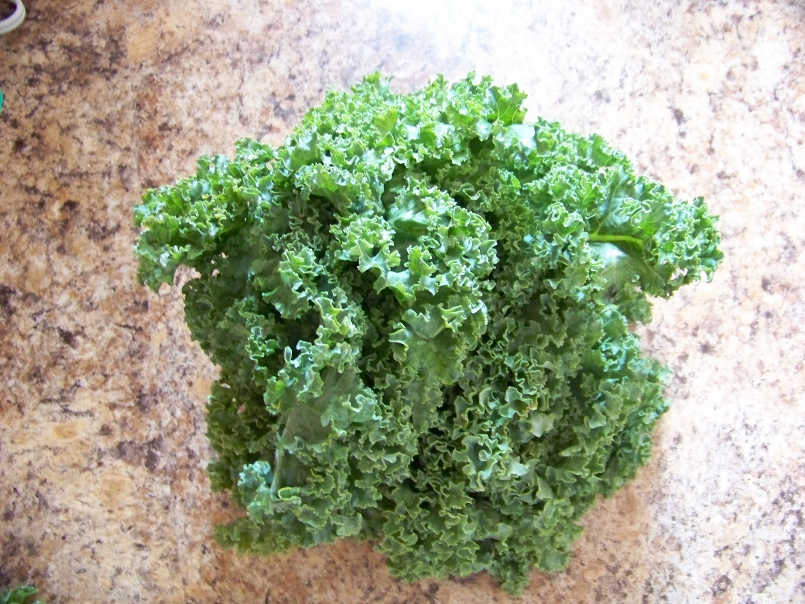 Green Kale (Grønlangkål) - Sid's Sea Palm Cooking