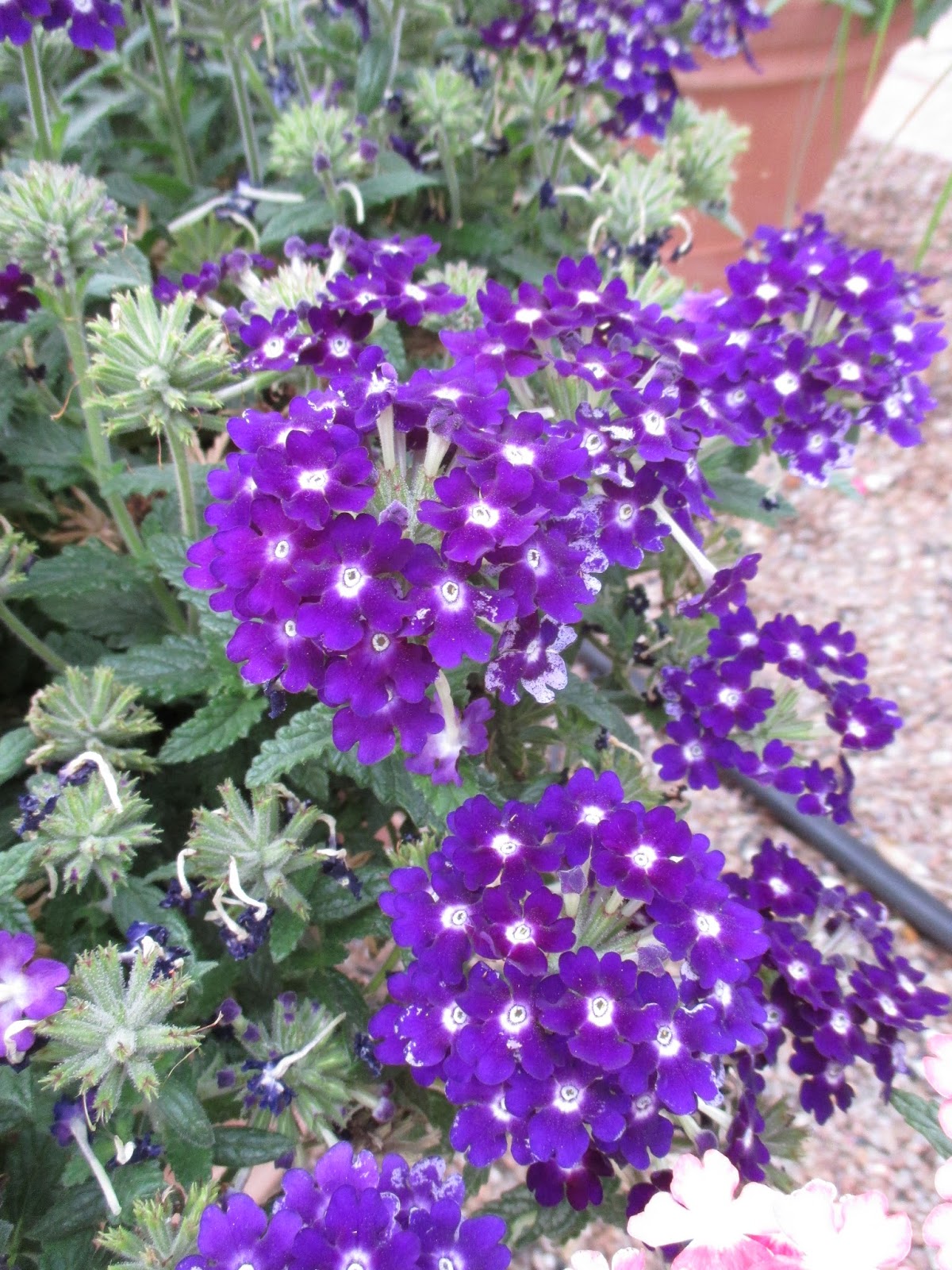 The Value of Verbena - Rotary Botanical Gardens