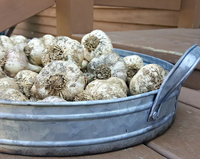 How to Grow your Own Garlic (it's easy!) - Fresh Eggs Daily® with Lisa ...