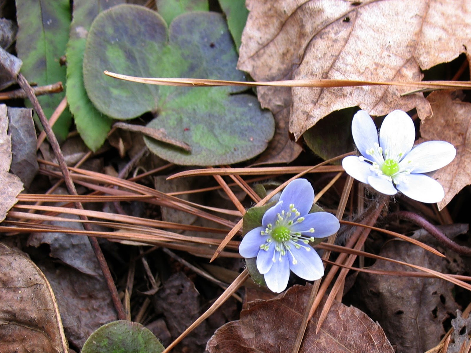 Using Georgia Native Plants: Hepatica - First Bloom of the New Year