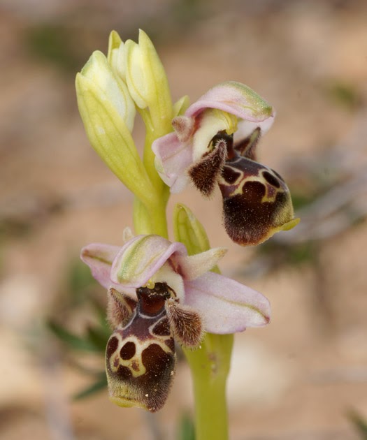 The Orchids of Cyprus: Ophrys orientalis