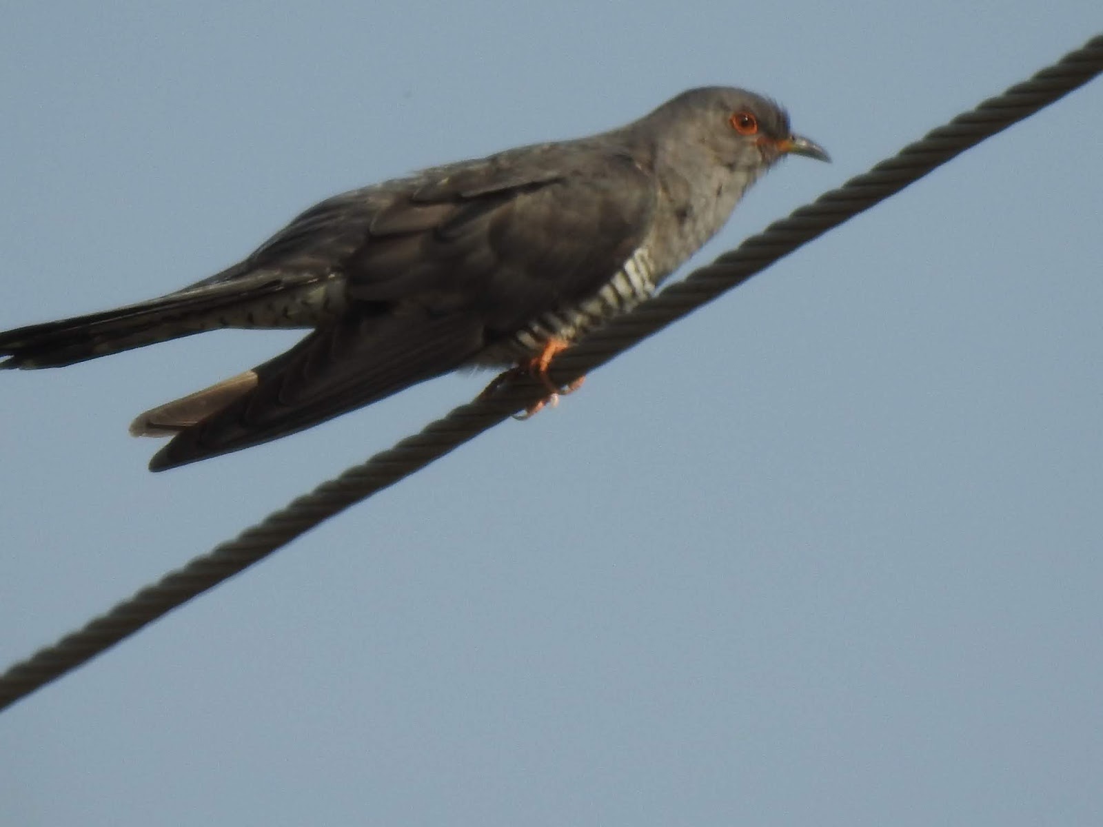 PASARI DIN ROMANIA: CUCUL (2), Cuculus canorus