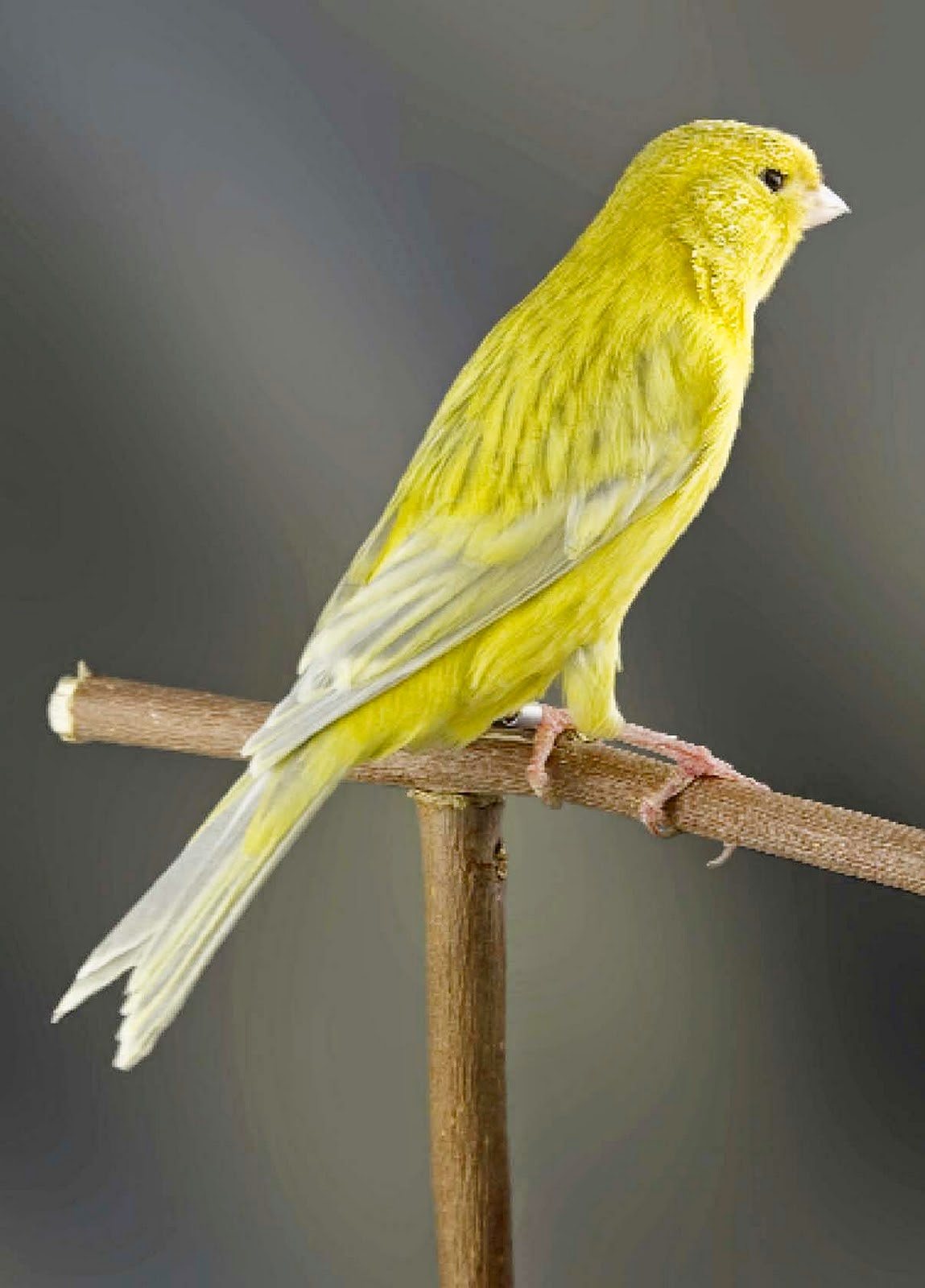 Canarios: Canario Opal Amarillo Mosaico