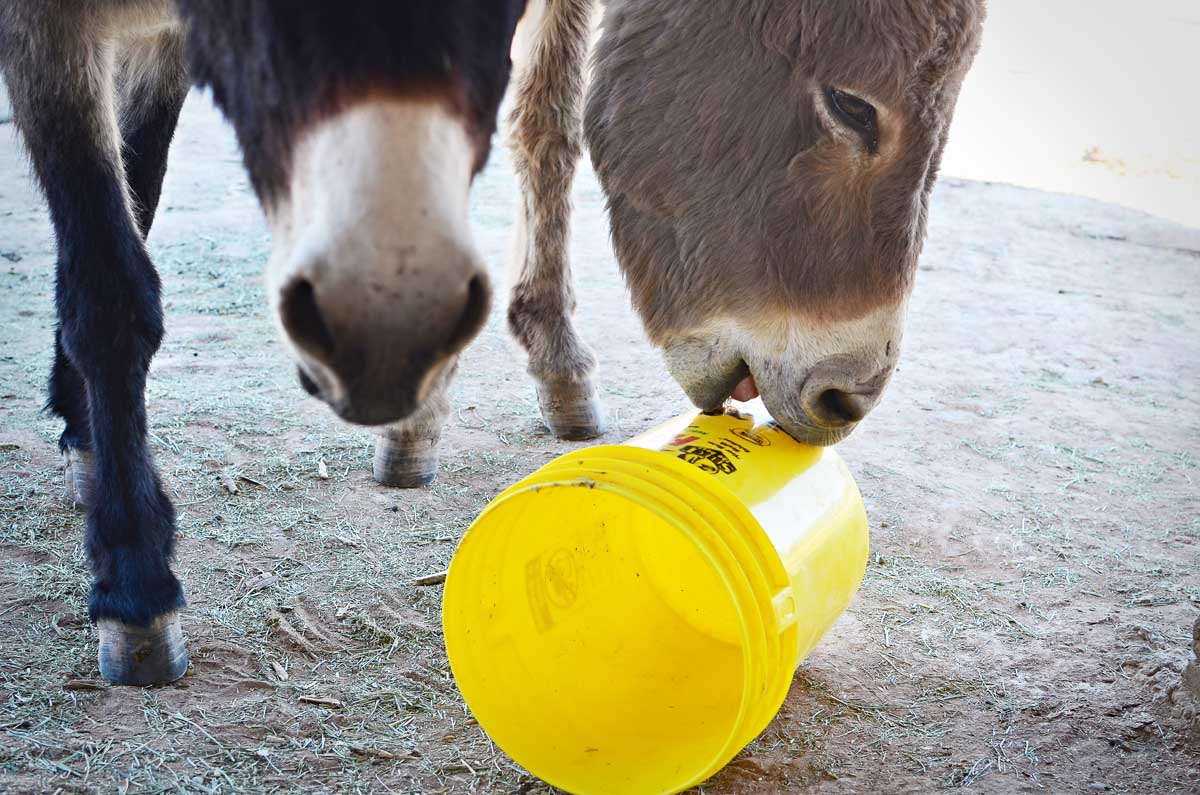 The 7MSN Ranch: Top 12 uses for an empty pail