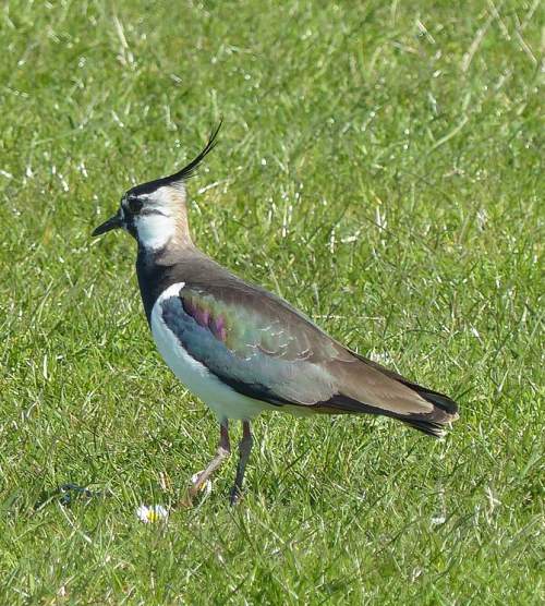 Northern lapwing images | Birds of India | Bird World