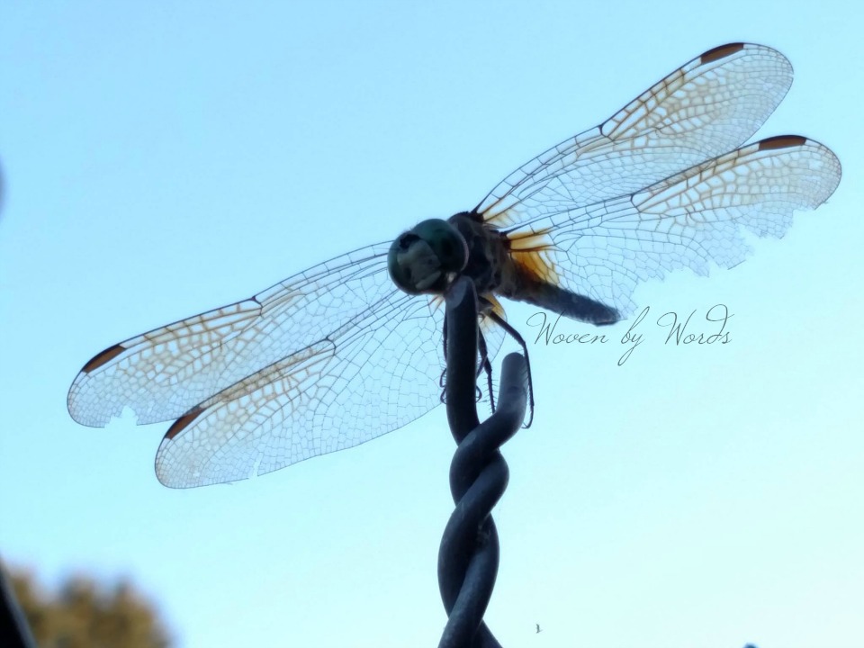 Woven by Words: Wordless Wednesday: Dragonflies