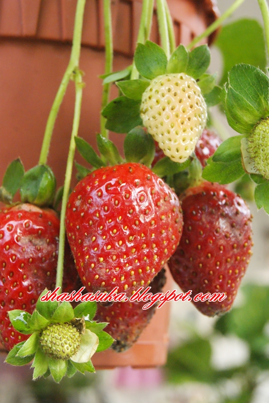 HoBi & KoleKsikU...: Pokok Strawberry