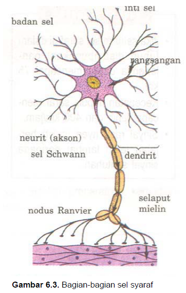Sistem Koordinasi Syaraf | Ilmu Kesehatan