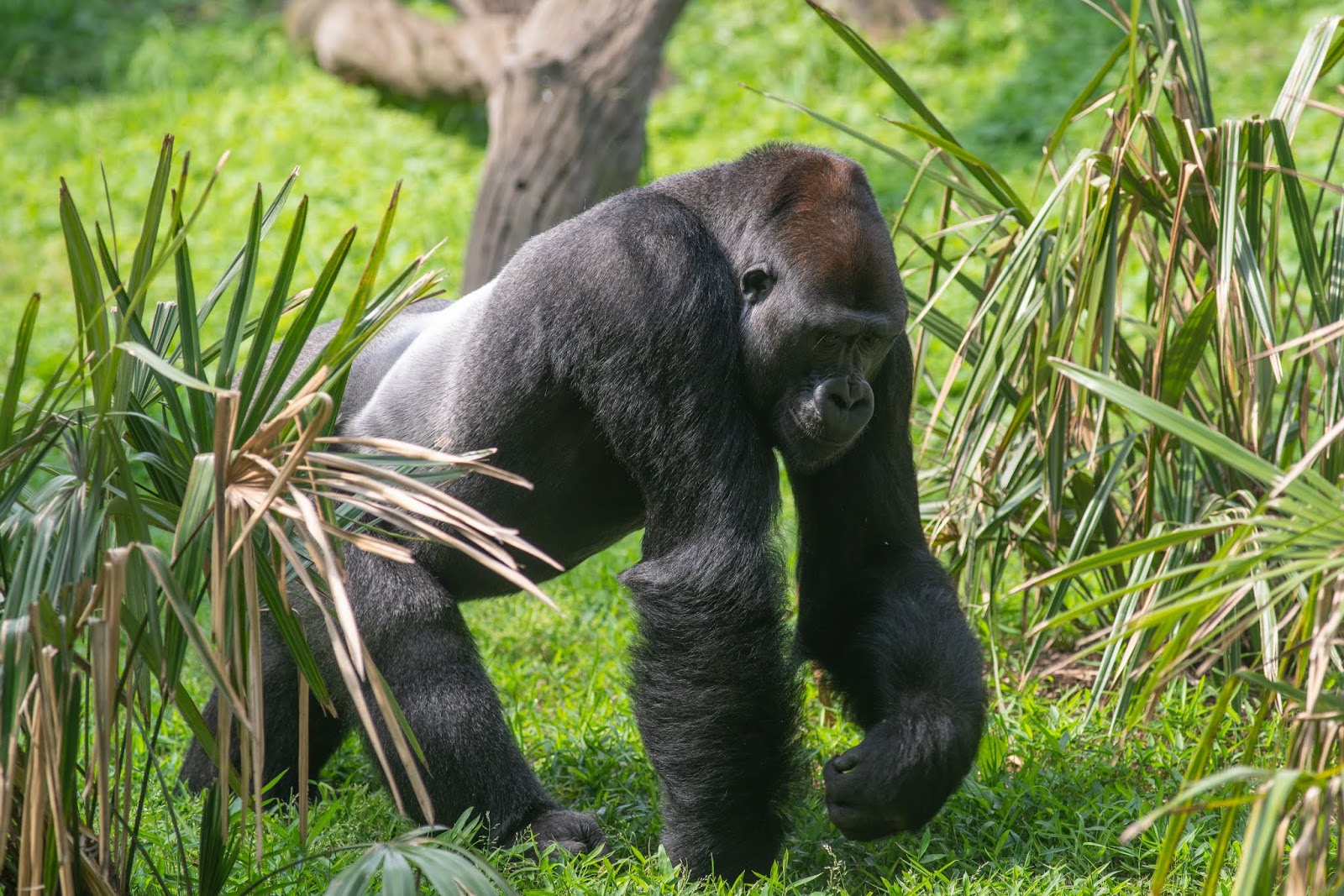 Meet Kwame: A new silverback coming to Woodland Park Zoo