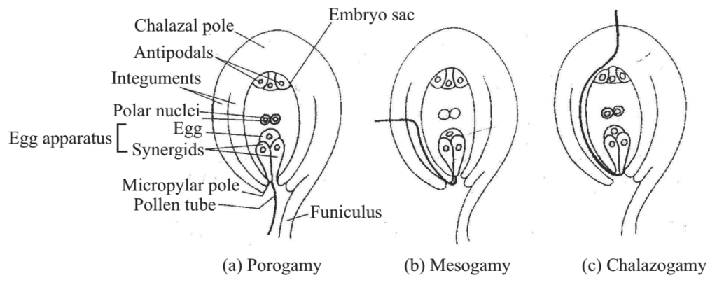 Structure of Pistil