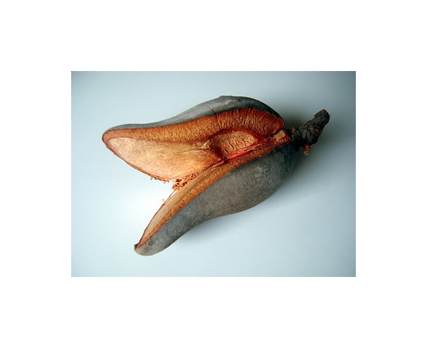 The Ridou Report: Woody Pear, Xylomelum pyriforme