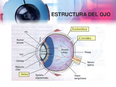 LENTES E INSTRUMENTOS ÓPTICOS: INSTRUMENTO ÓPTICO MAS FUNDAMENTAL
