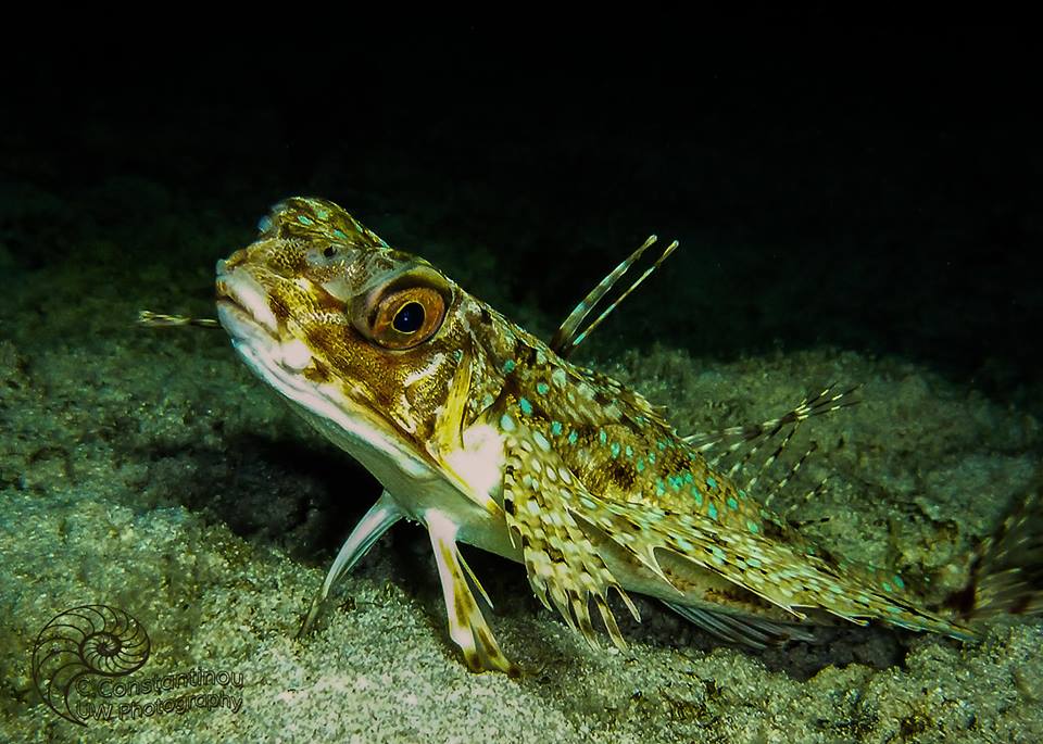 Biodiversity of Cyprus by NGO Protection of the Natural Heritage and ...