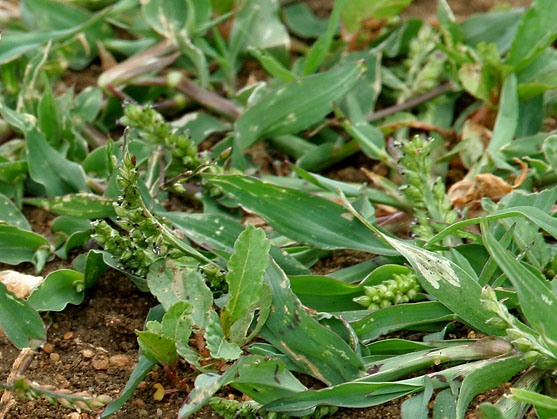 Mumbai Magic: Upvasache Bhagar - Jungle Rice at Prakash in Shivaji Park