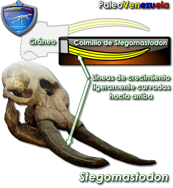 Paleontología en Venezuela: Todo sobre los Mastodontes en Venezuela, 1 ...