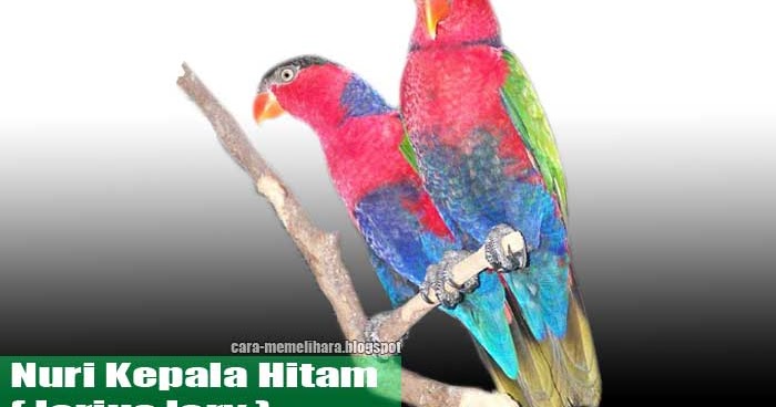 Memelihara dan Beternak Nuri Kepala Hitam