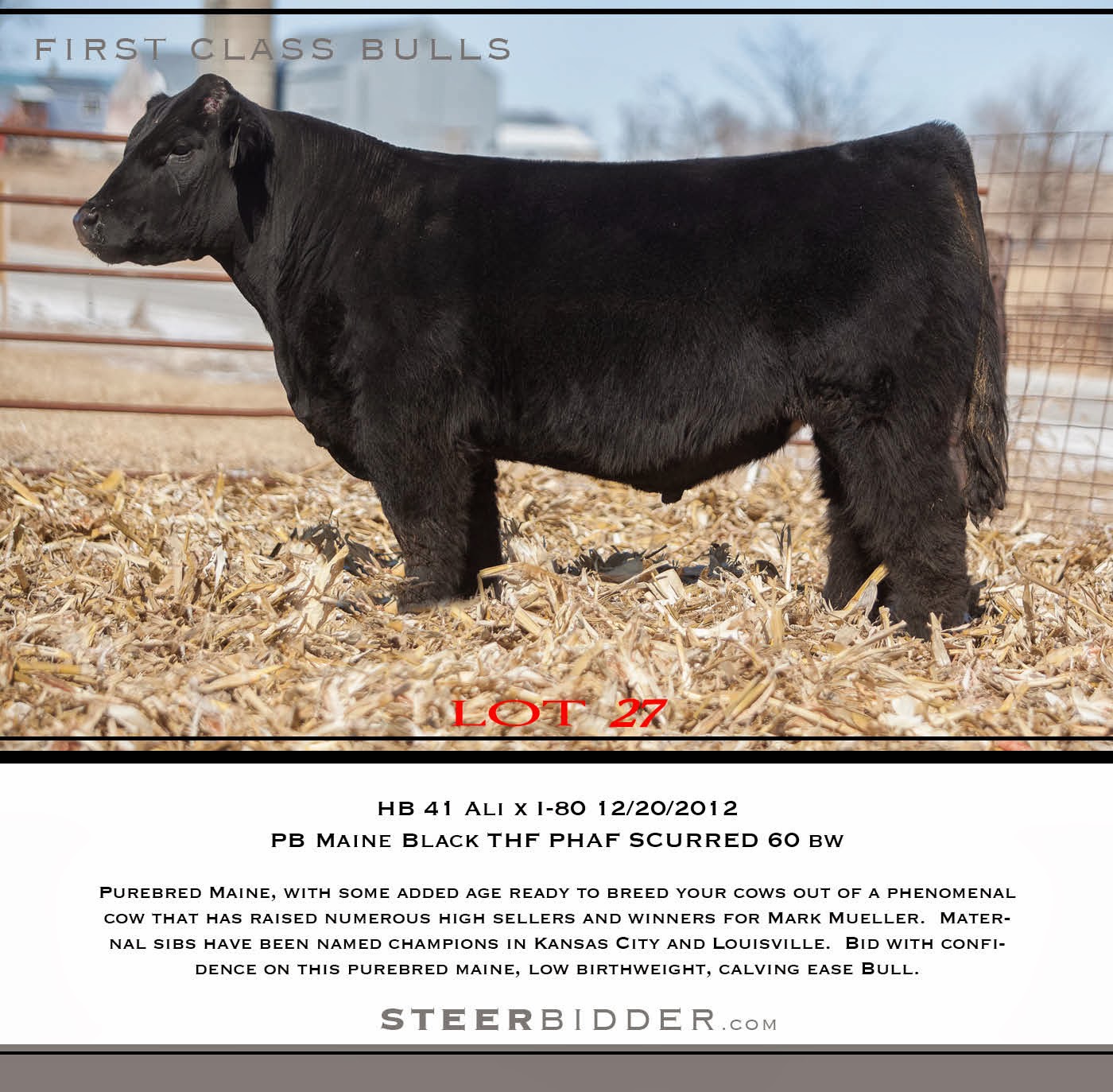 RCC Blog: First Class Bull Sale - March 11th - Lot 27
