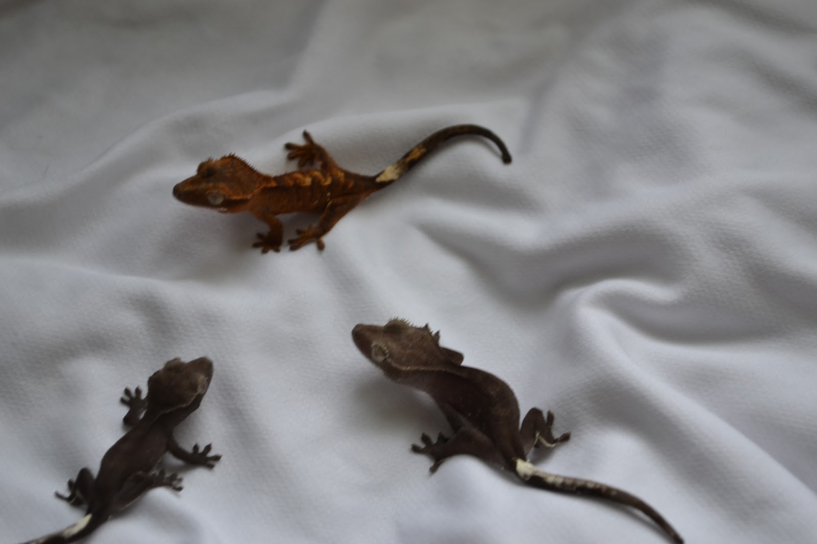 Crested Geckos Blog: Grey Geckos Photos