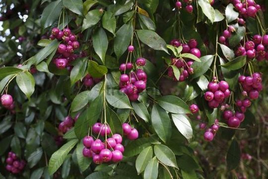 Fruit Warehouse: Brush Cherry ( Syzygium paniculatum )